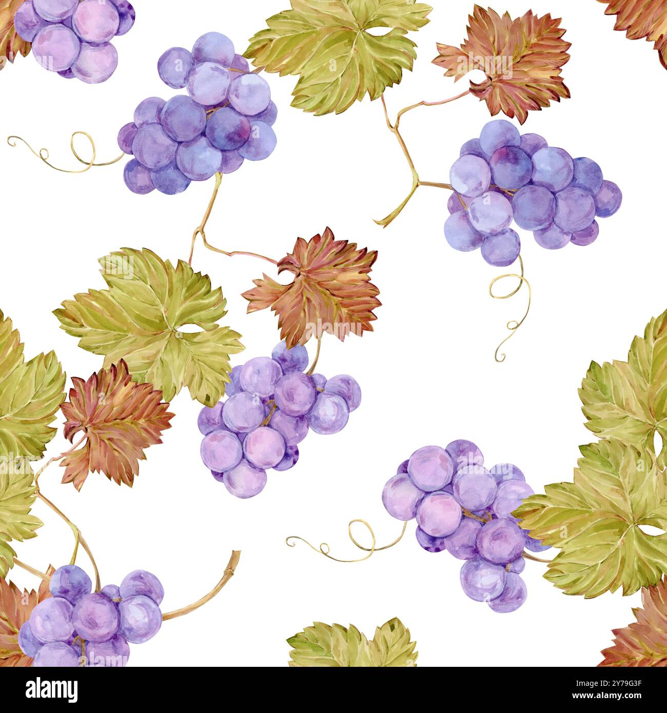 Seamless background with grapevine. Watercolor lilac autumn grape ...