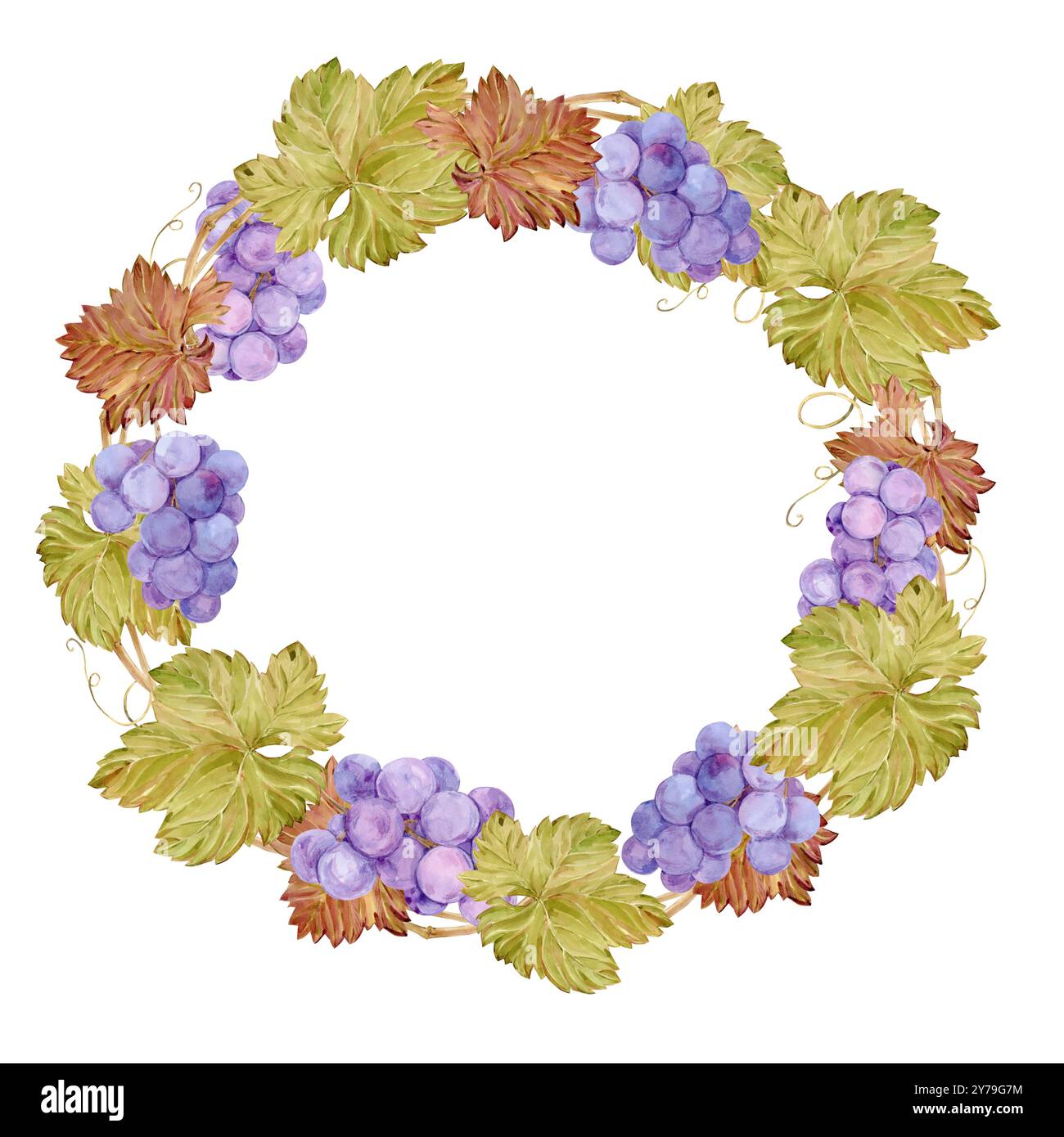 Watercolor wreath of grapevine with blue berries. Round frame of pink ...