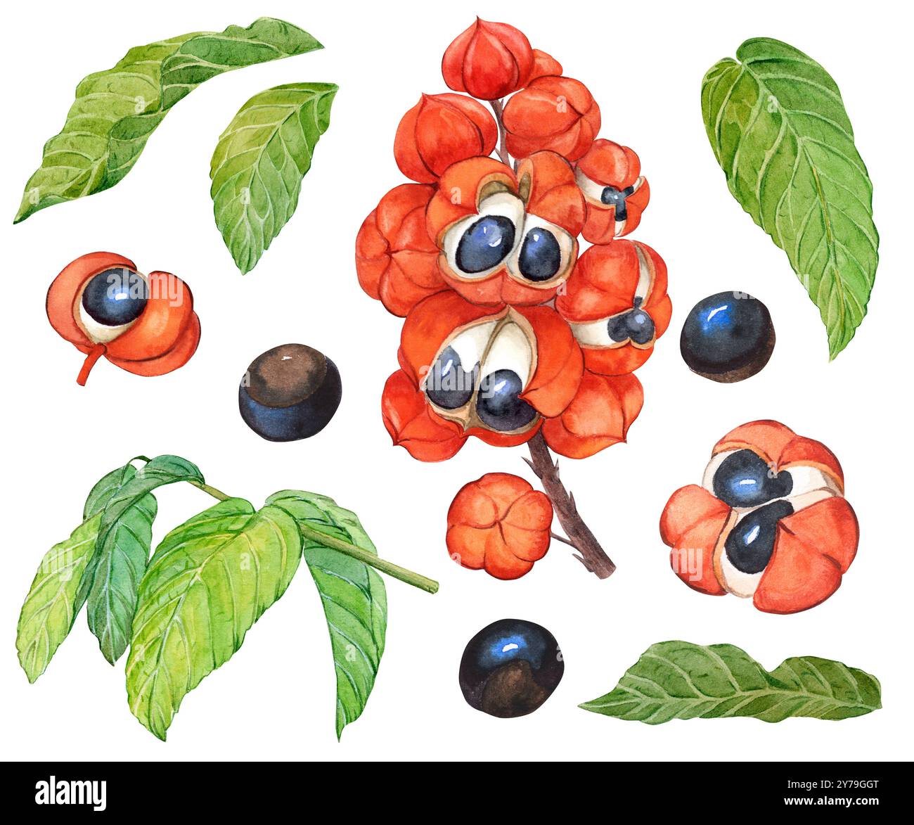 Illustration of guarana watercolor set. Organic superfood guarana ...