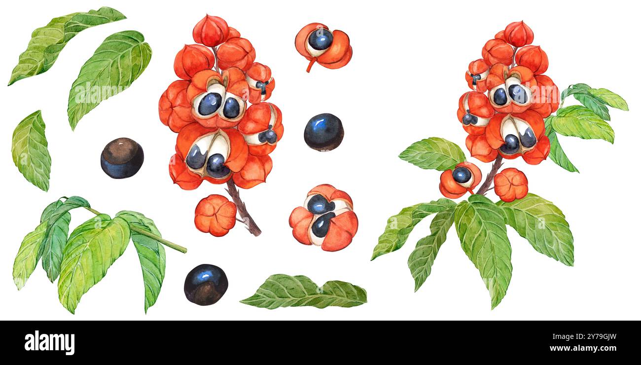 Illustration of guarana watercolor set. Organic superfood guarana ...