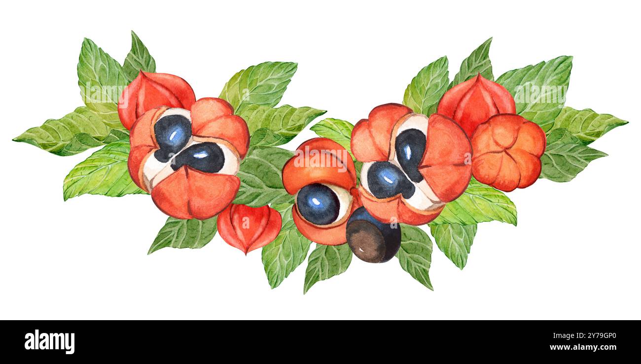 Watercolor composition of guarana. Organic superfood guarana. Paullinia ...