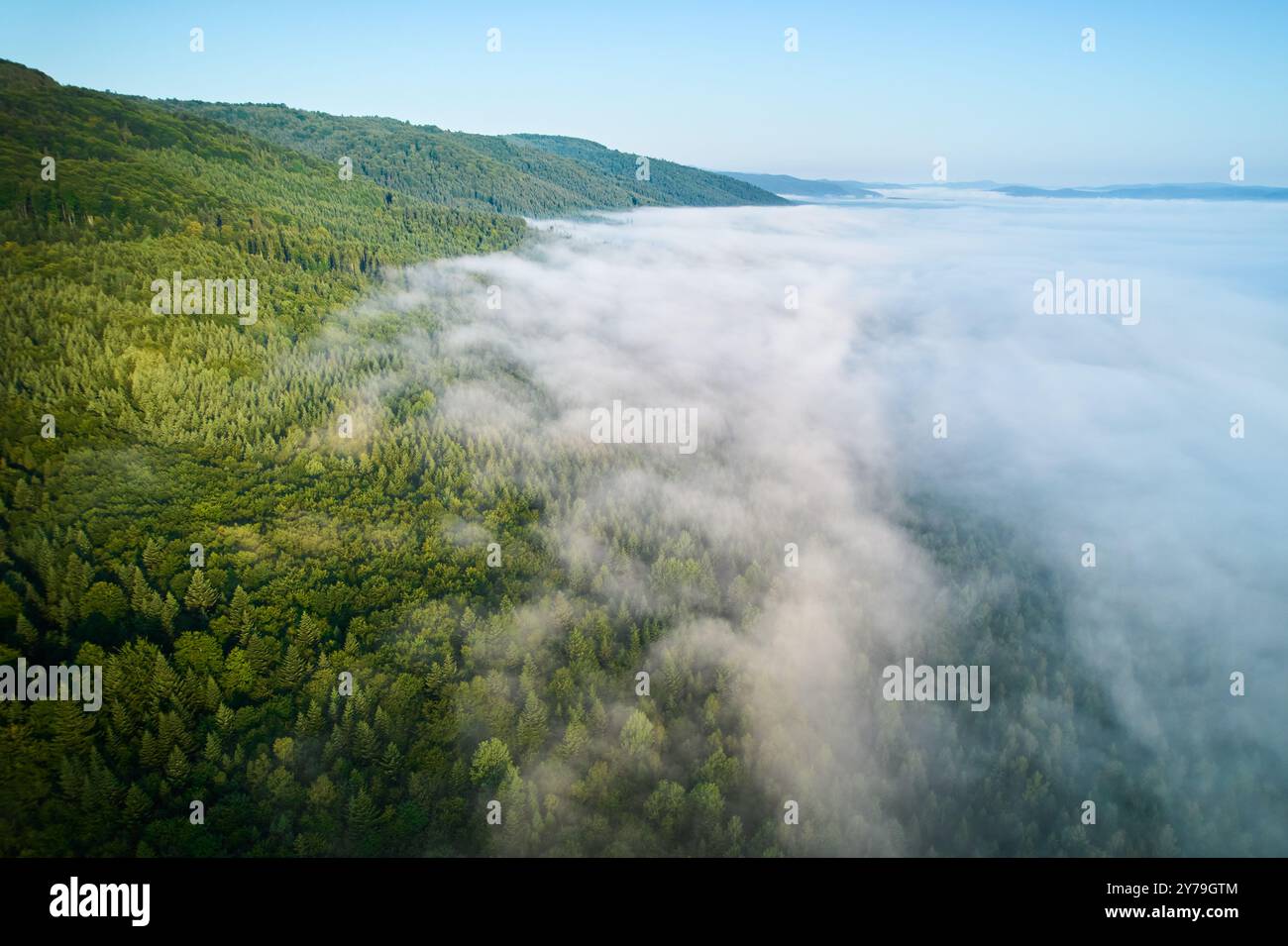 Aerial view of dense forest shrouded in morning mist, with fog weaving through trees and rolling ...