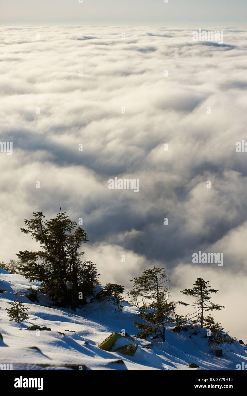 Dense evergreen forest stretches hi-res stock photography and images ...