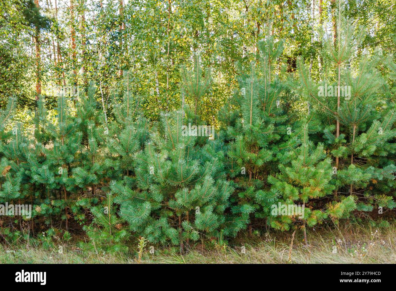 Small grove young pine trees hi-res stock photography and images - Alamy