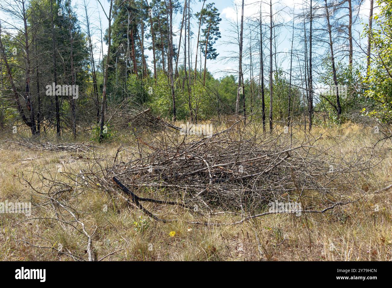There is a pile of brushwood and branches on the ground. A small pile ...
