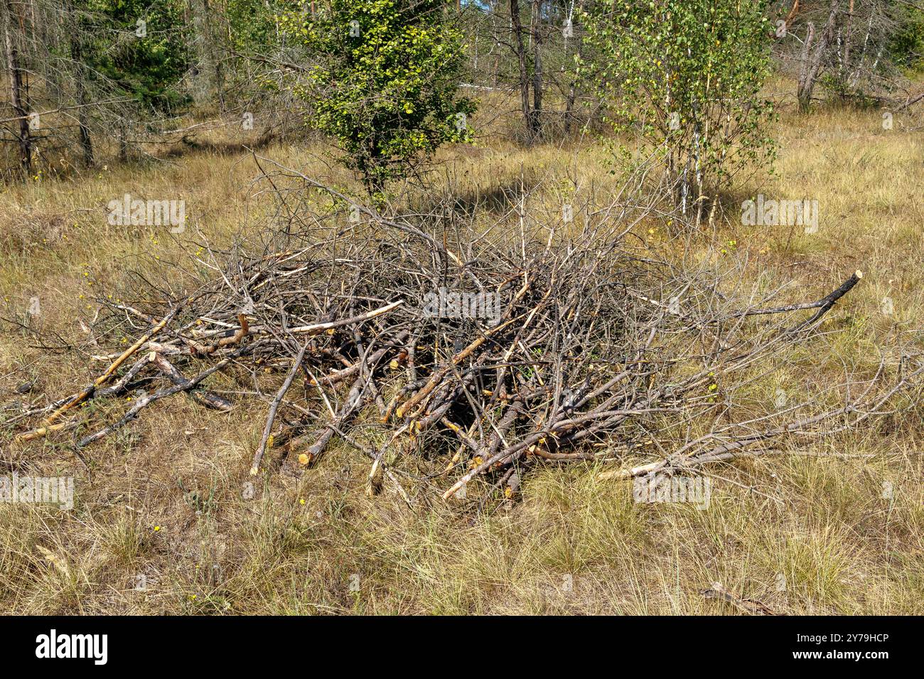 A pile of brushwood and branches lies on the ground. The concept of ...