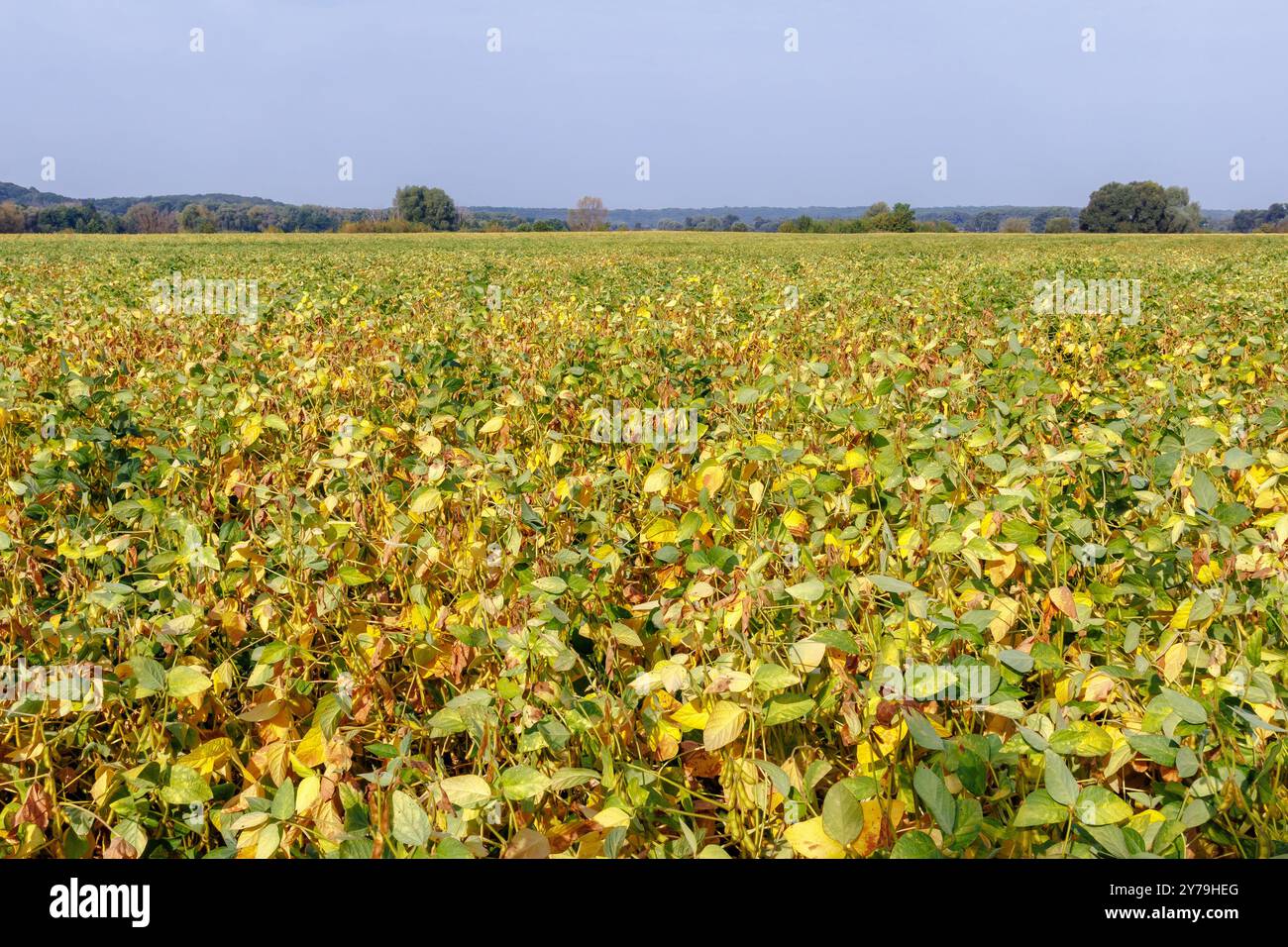 Ripe soybean field and beautiful blue sky with clouds. Green yellow ...