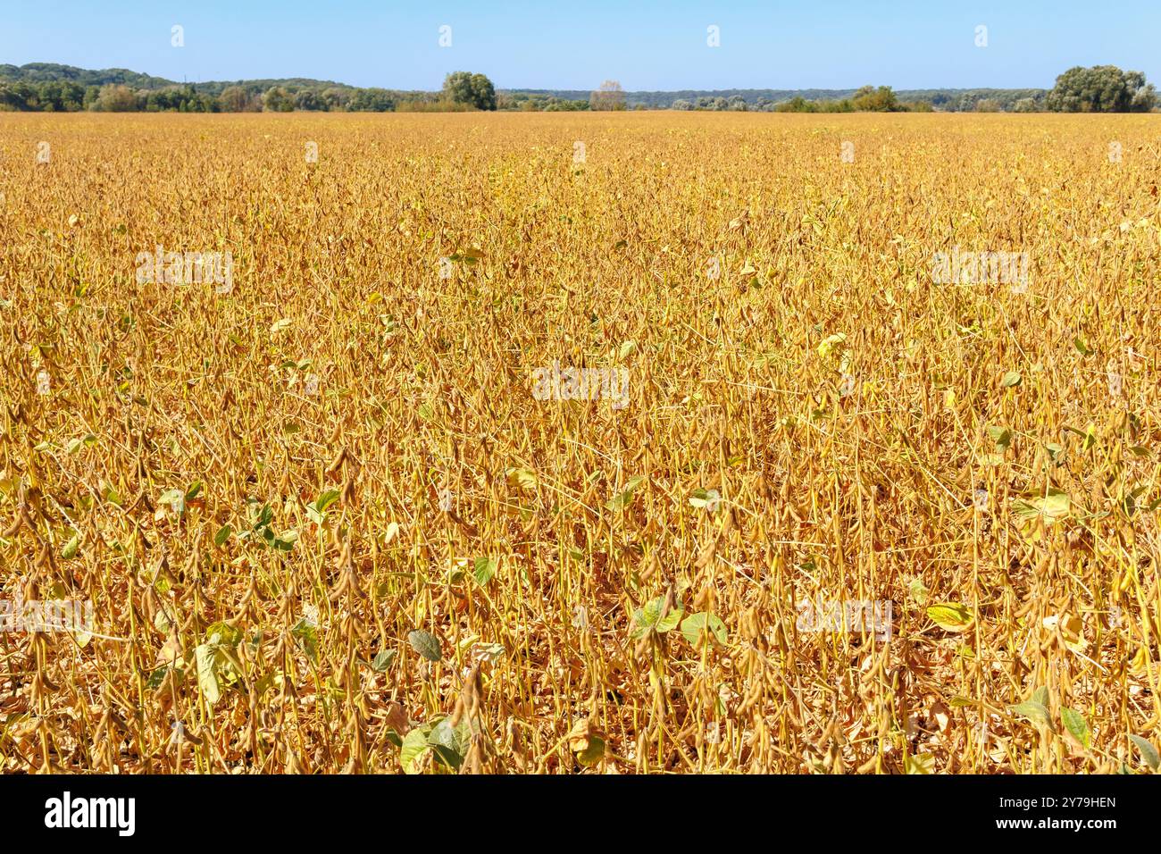 Ripe soybean fields and a beautiful blue sky. Yellow hairy soybean pods ...