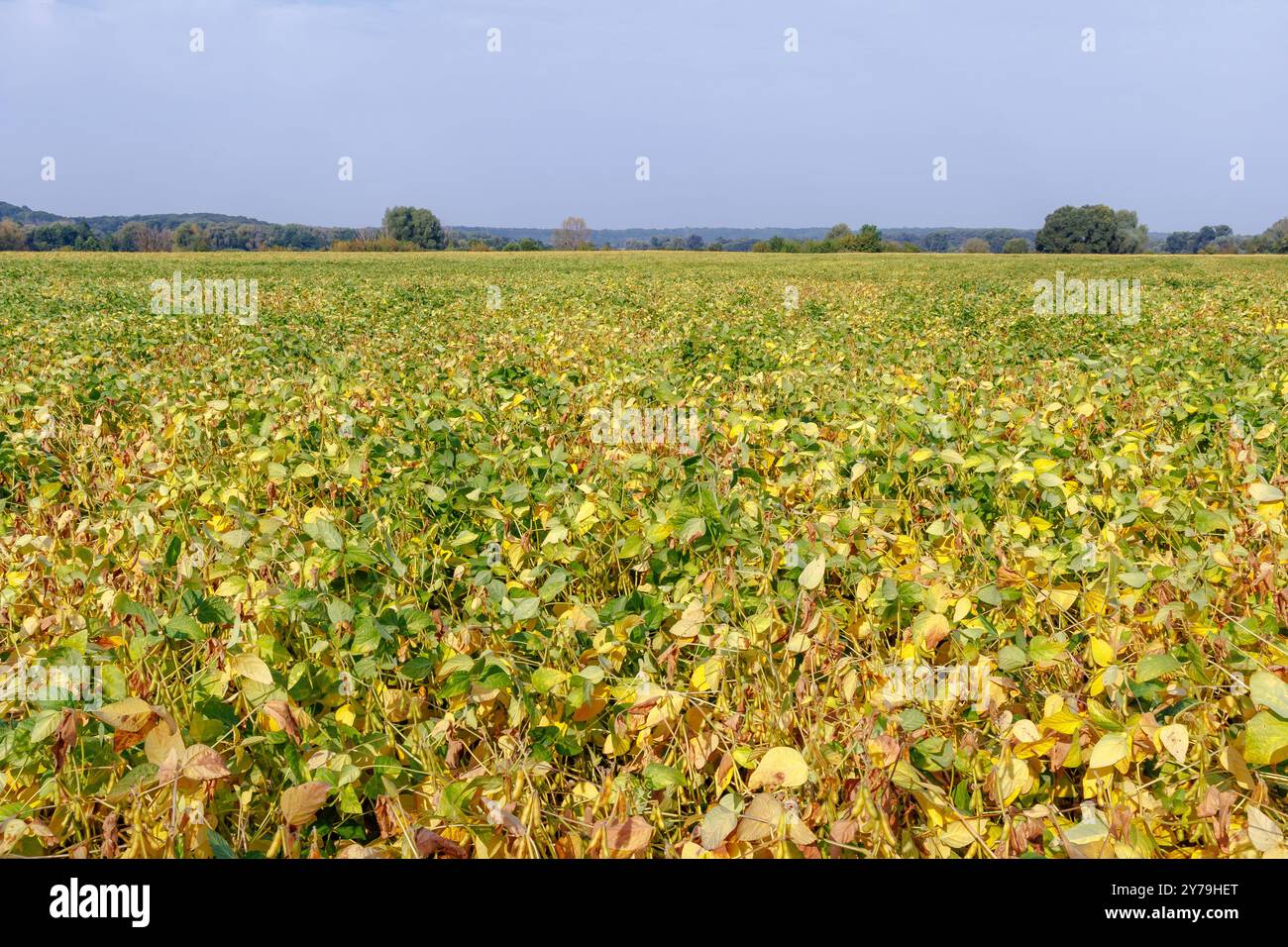 Ripe soybean field and beautiful blue sky with clouds. Green yellow ...