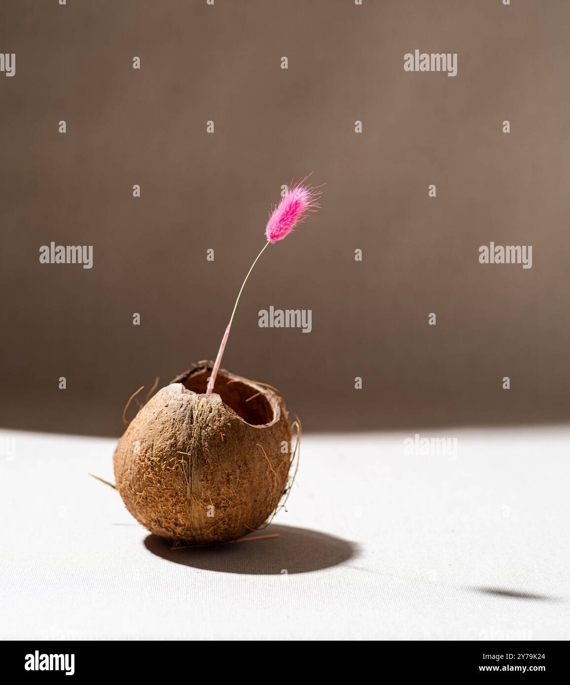 Flower and coconut arrangement. Pink coconut shell plant. Minimalism ...