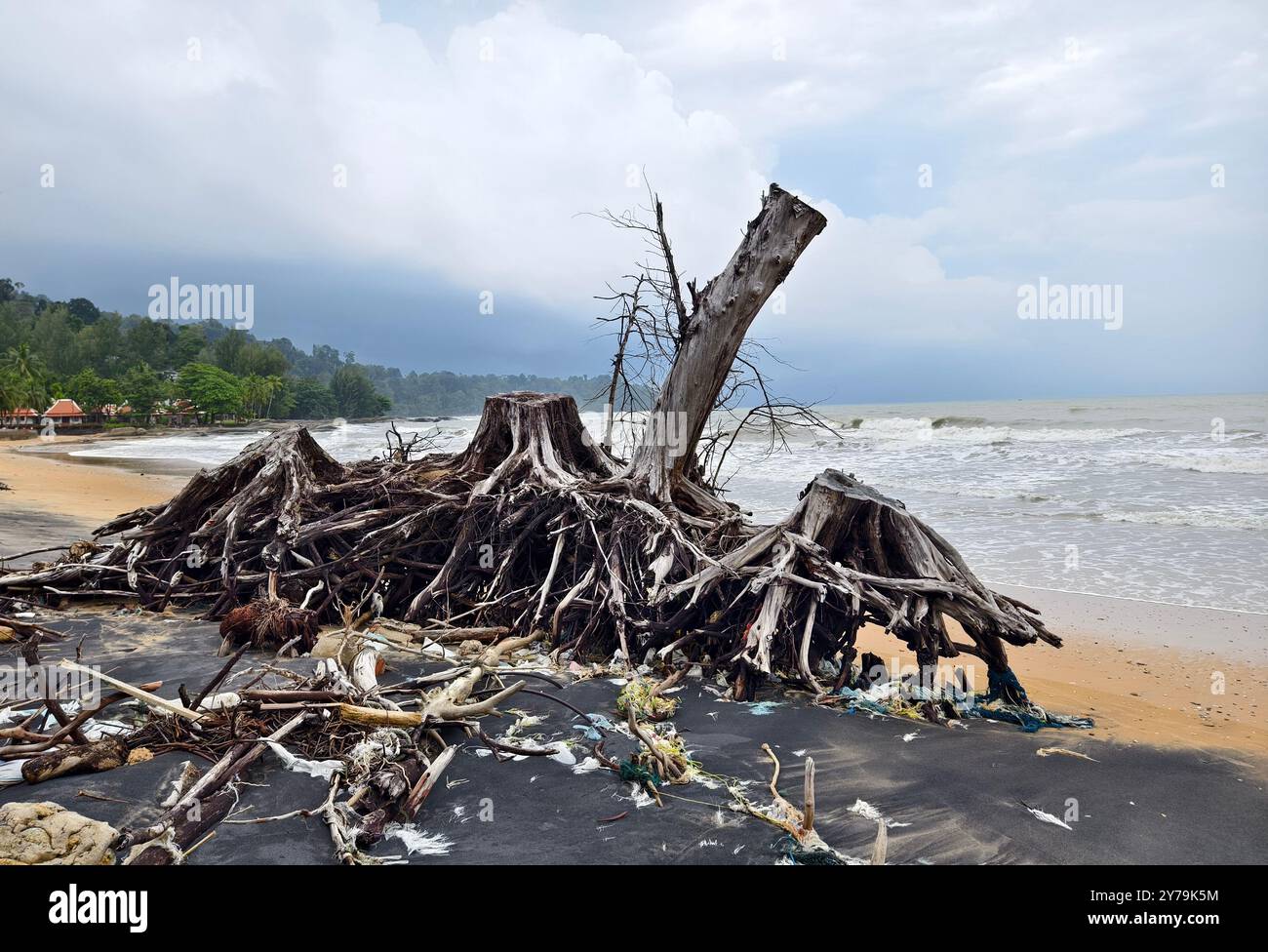A tree stump is currently laying on the beach close to the ocean Stock ...