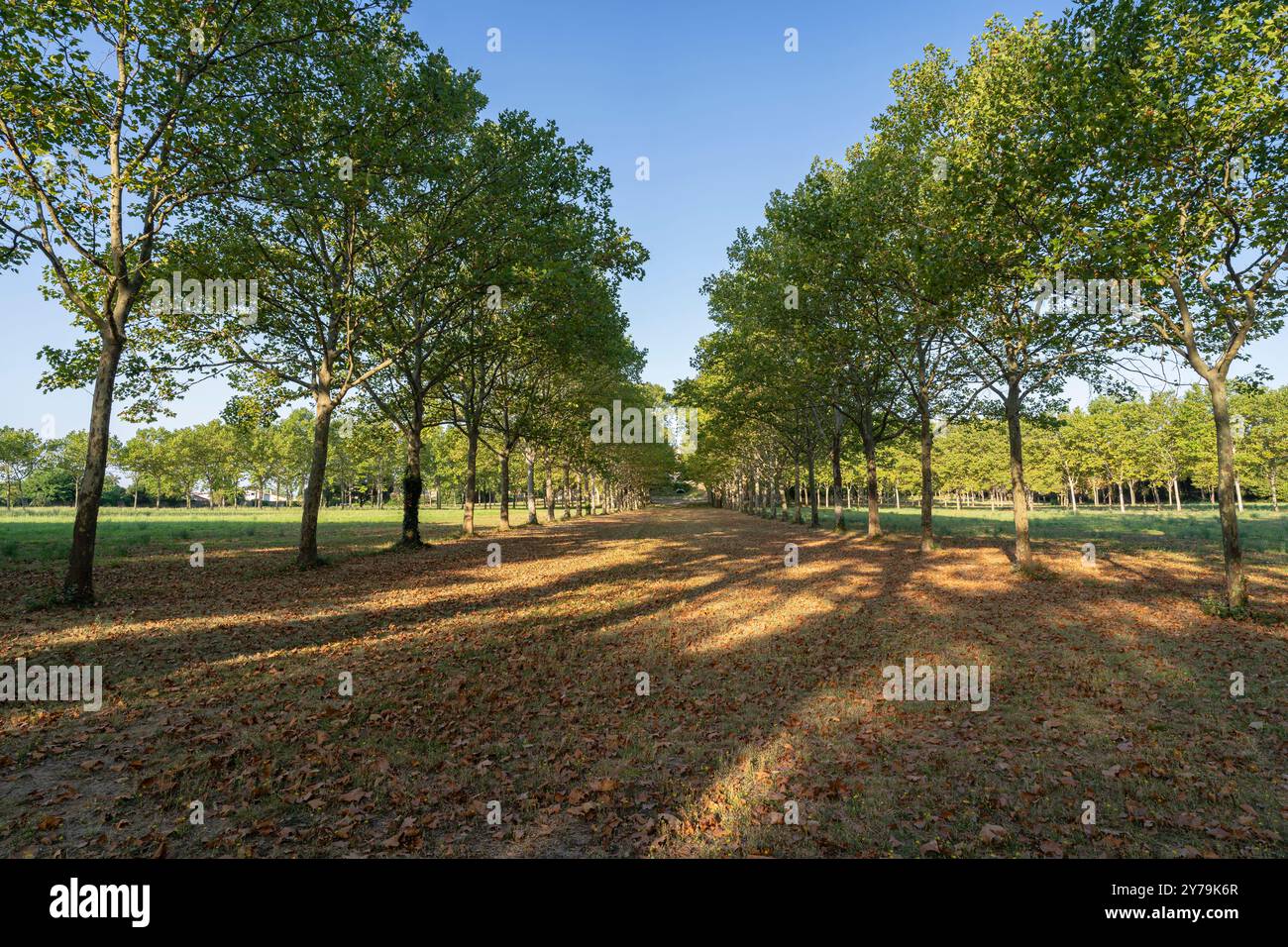 Summer landscape view of alley of plane trees in Castries castle park ...
