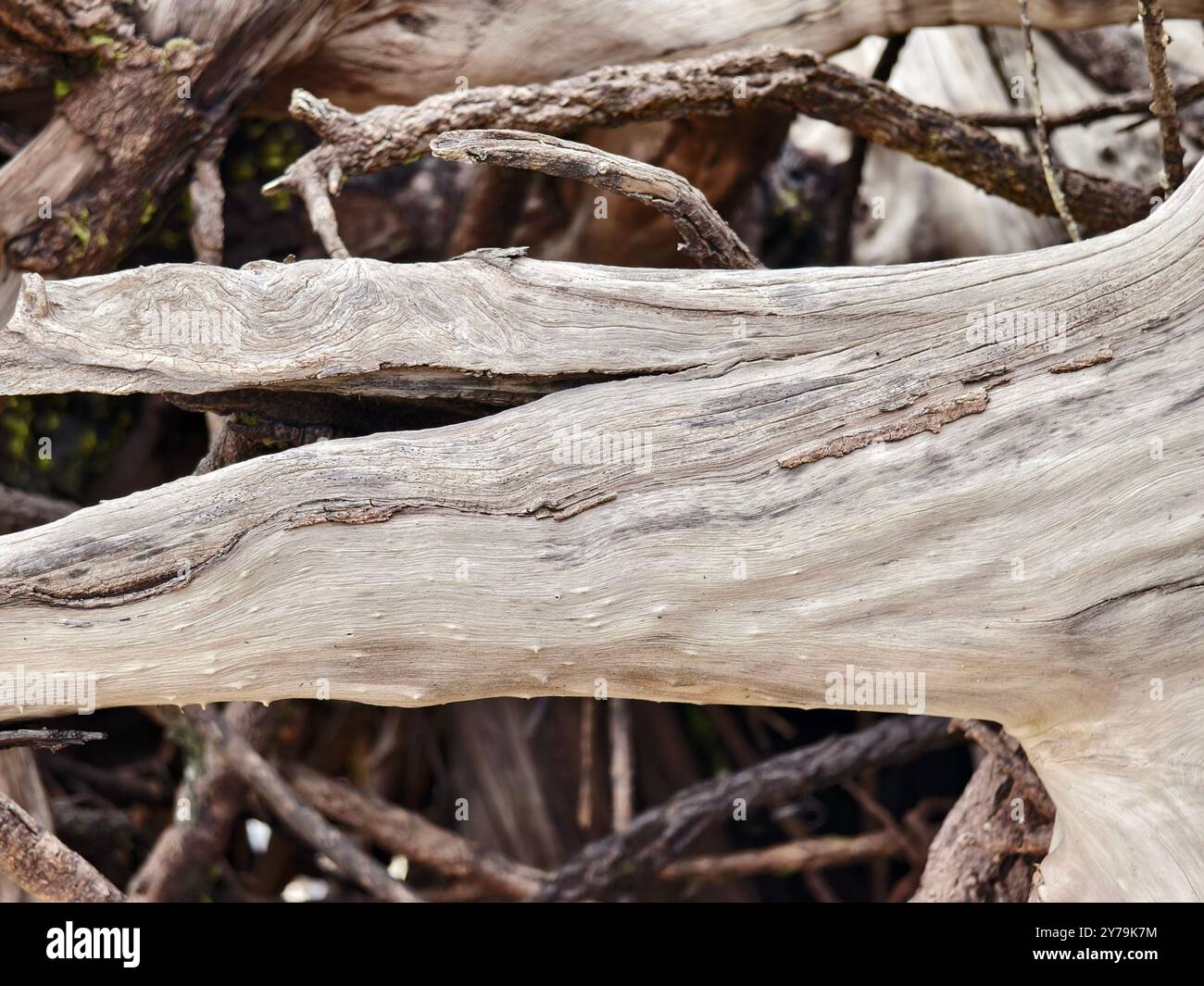 large pile consisting of branches and twigs located on the beach Stock ...