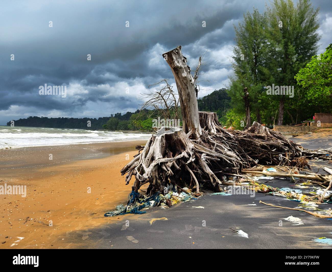 A tree stump is currently laying on the beach close to the ocean Stock ...