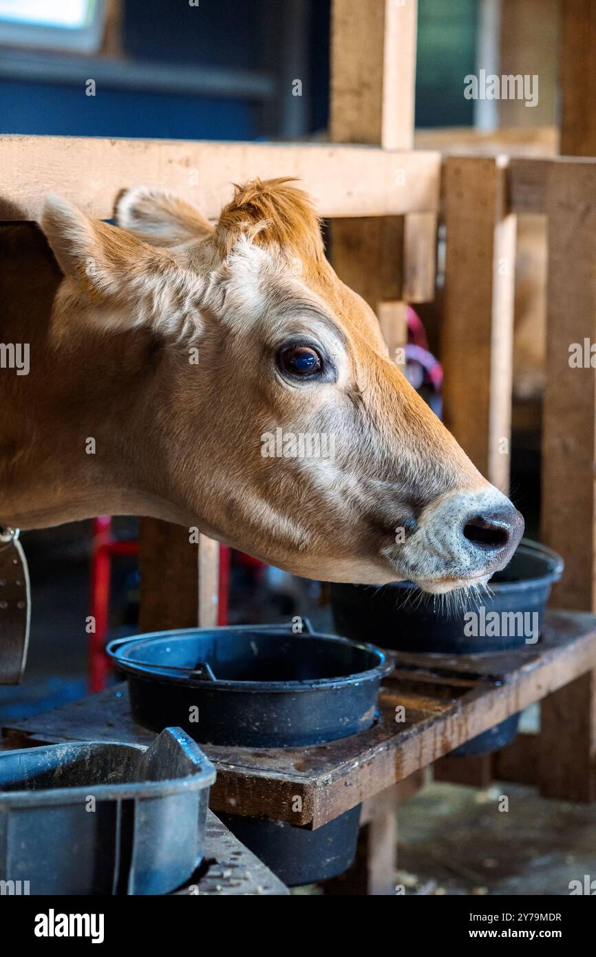 Close-up portrait of cow. Cows eat hay and water at barn. Dairy eco ...