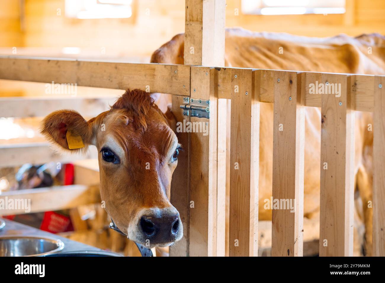 Close-up portrait of cow. Cows eat hay and water at barn. Dairy eco ...