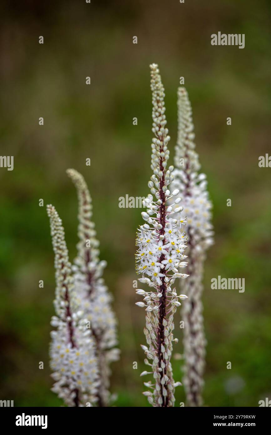 Foxtail lily desert candle eremurus hi-res stock photography and images ...