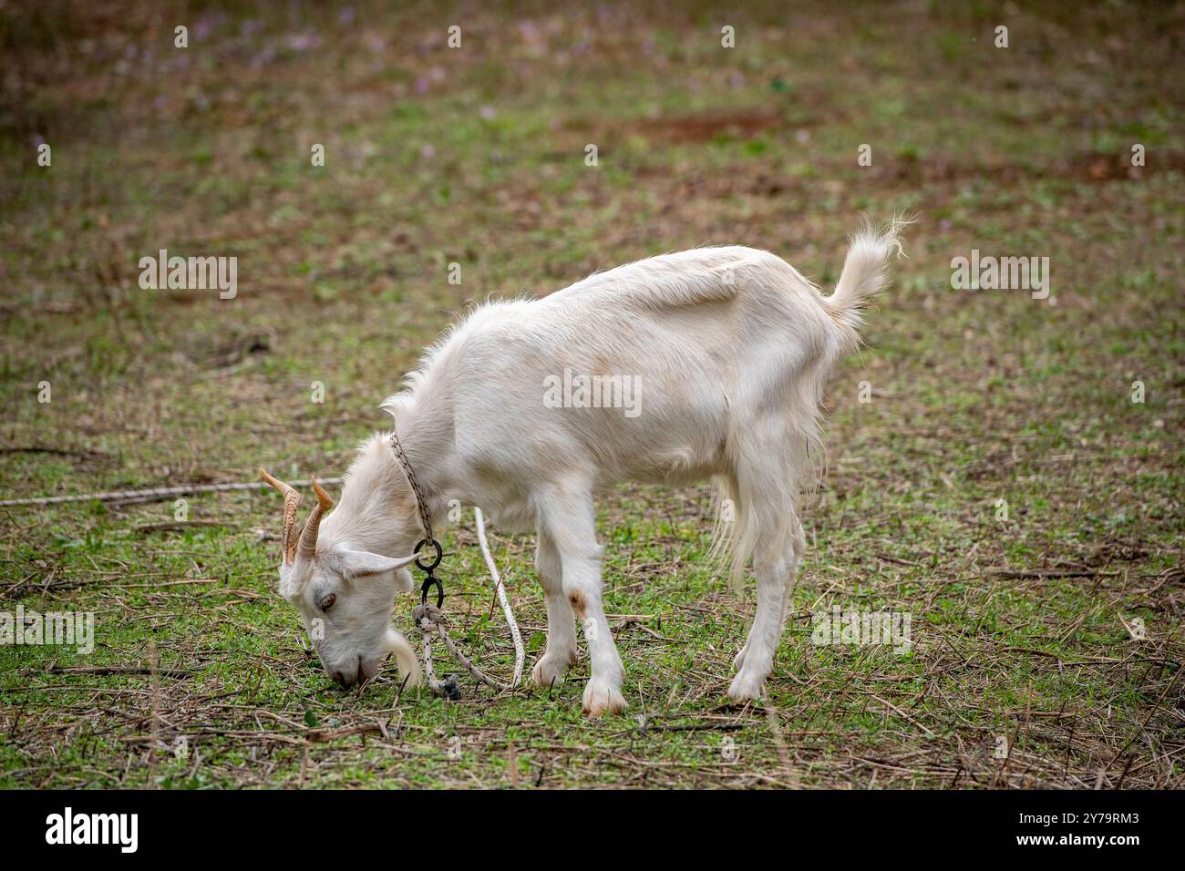 white goat eating grass on a leash in a field, goat on restraining ...