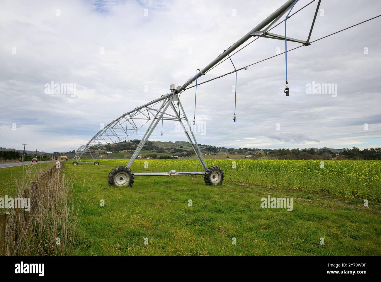 Sprinkler irrigation system on yellow rapeseed flower field. Hawke’s ...