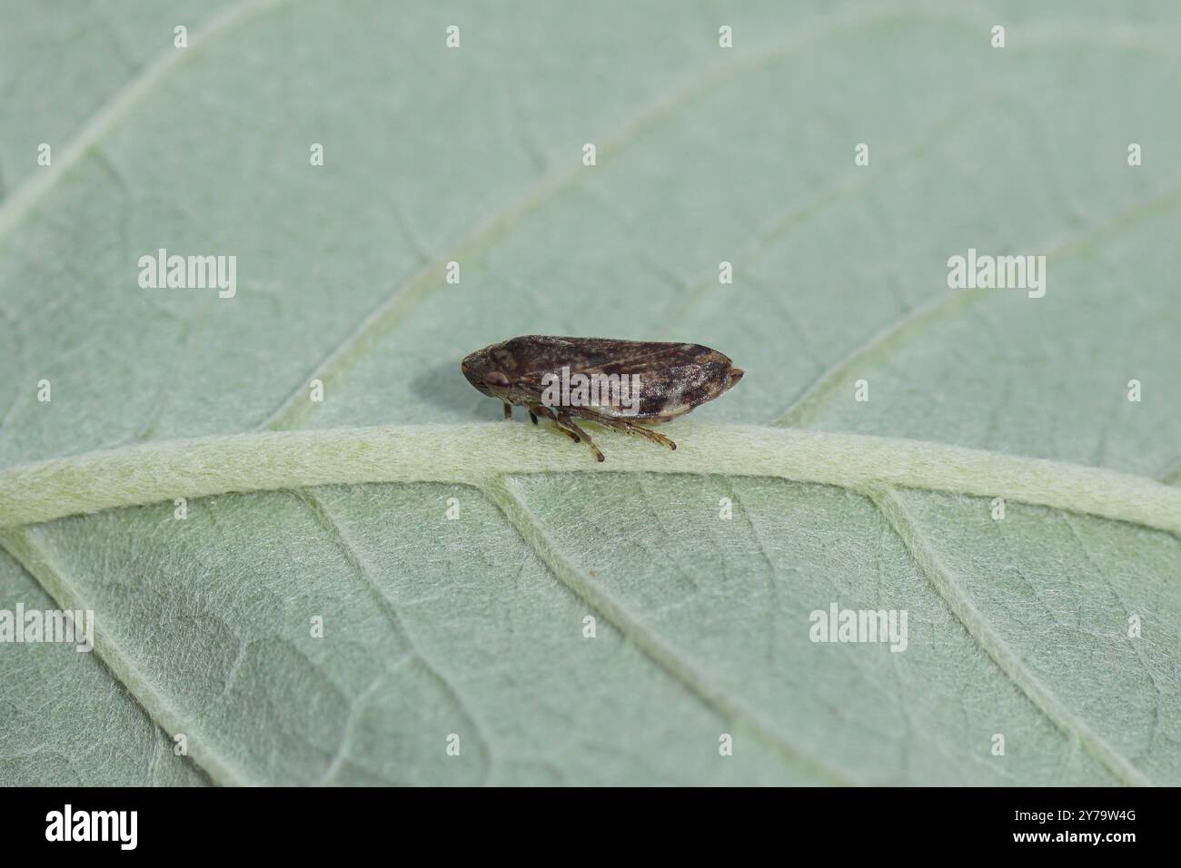 Common Froghopper (Philaenus spumarius). Family Aphrophoridae. On ...
