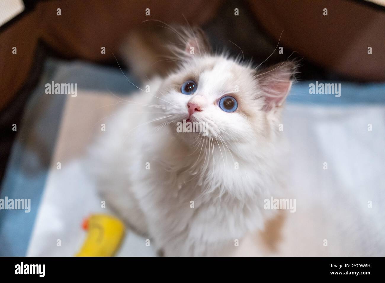 Cute, small Ragdoll cat. 4 months old. Standing on the floor and asking ...
