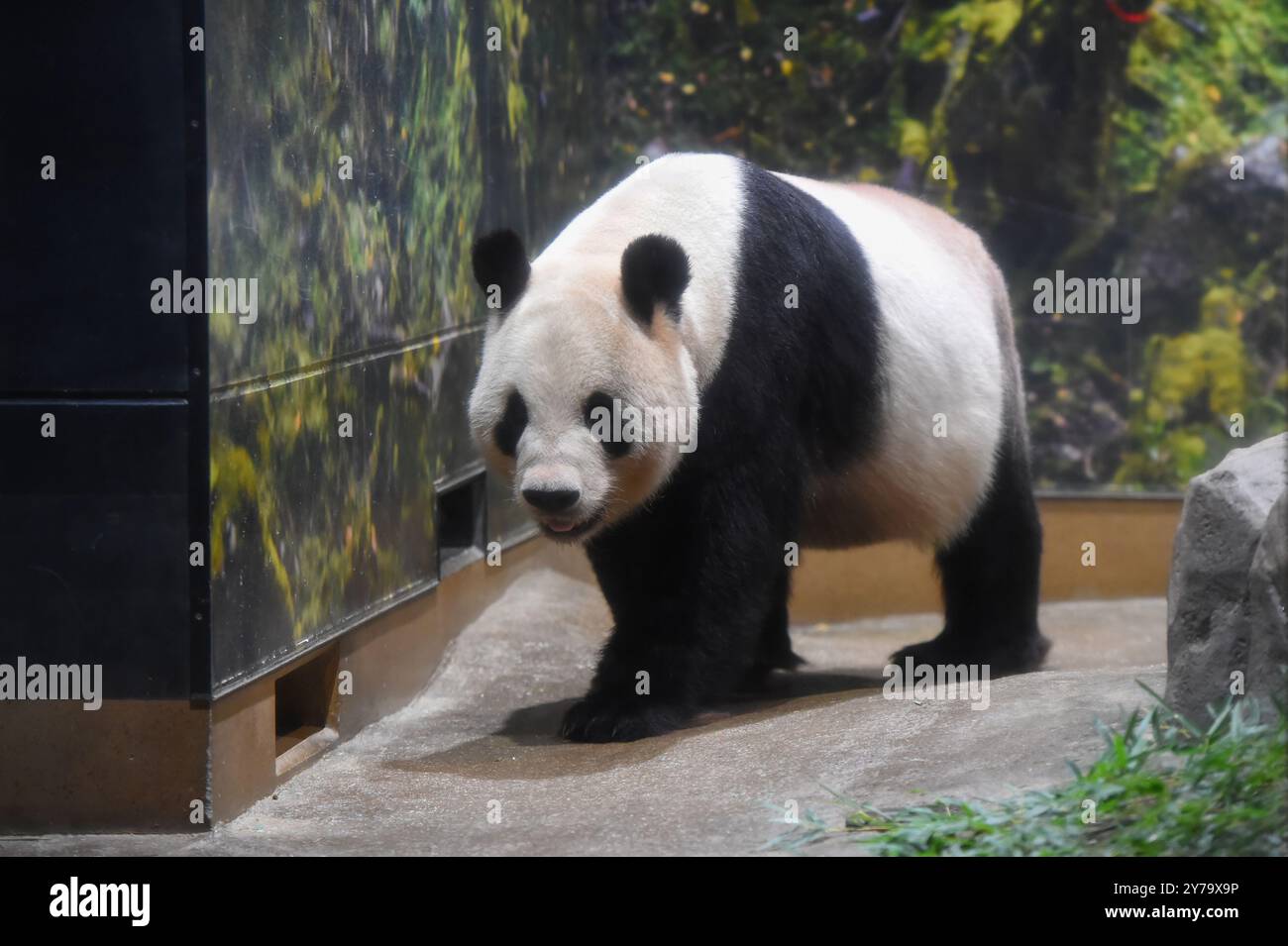 (240929) -- TOKYO, Sept. 29, 2024 (Xinhua) -- Giant panda Ri Ri is ...