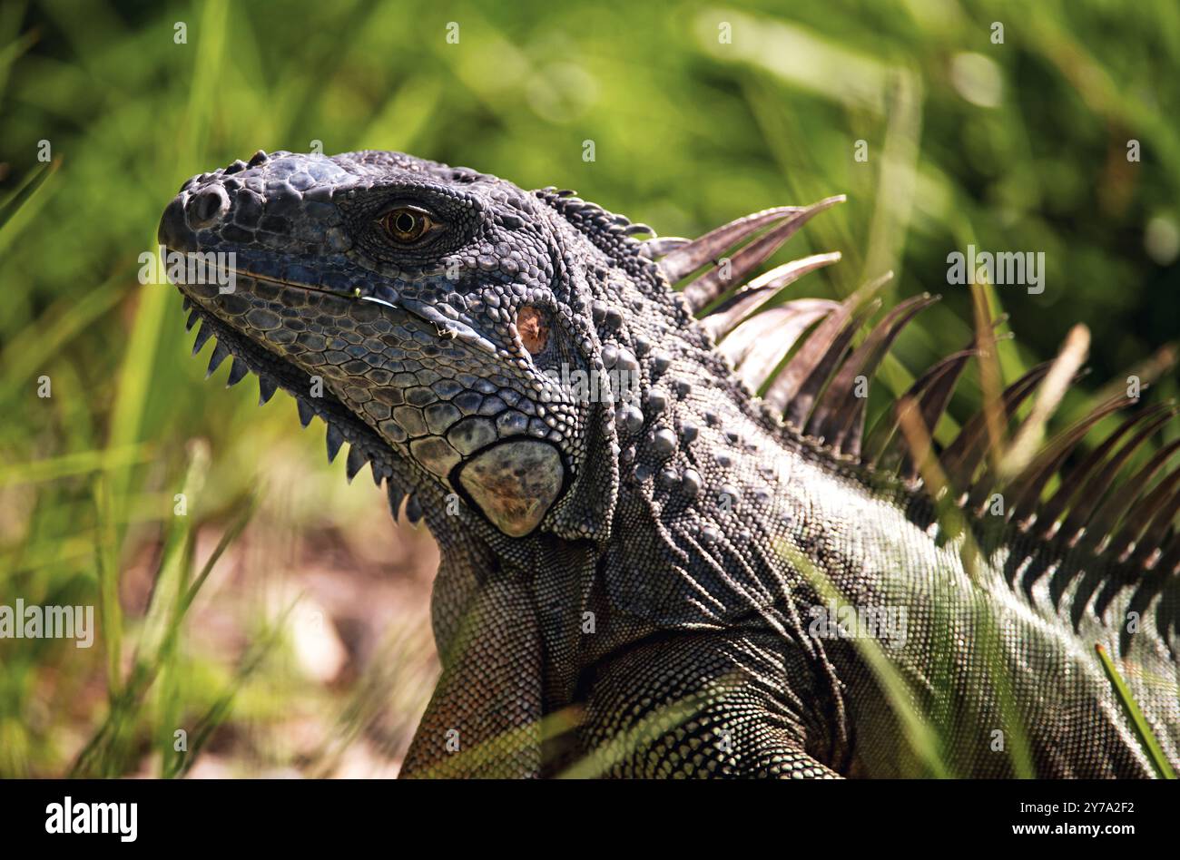 Iguana dragon. Iguana lizard on a stone. Green lizards iguana. Big ...