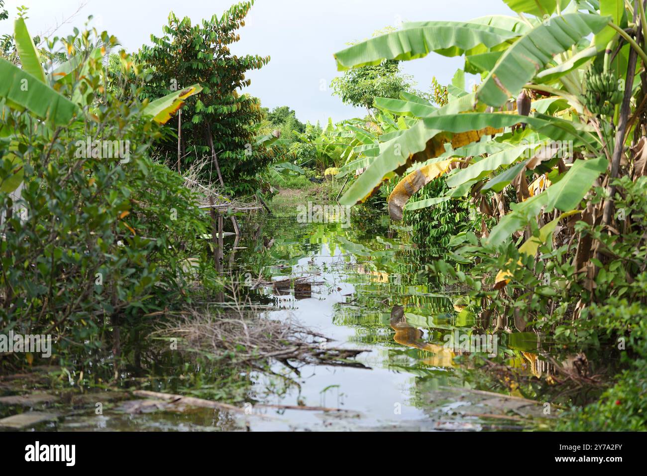 Impact of flooding on agriculture: Mixed fruit orchards submerged ...