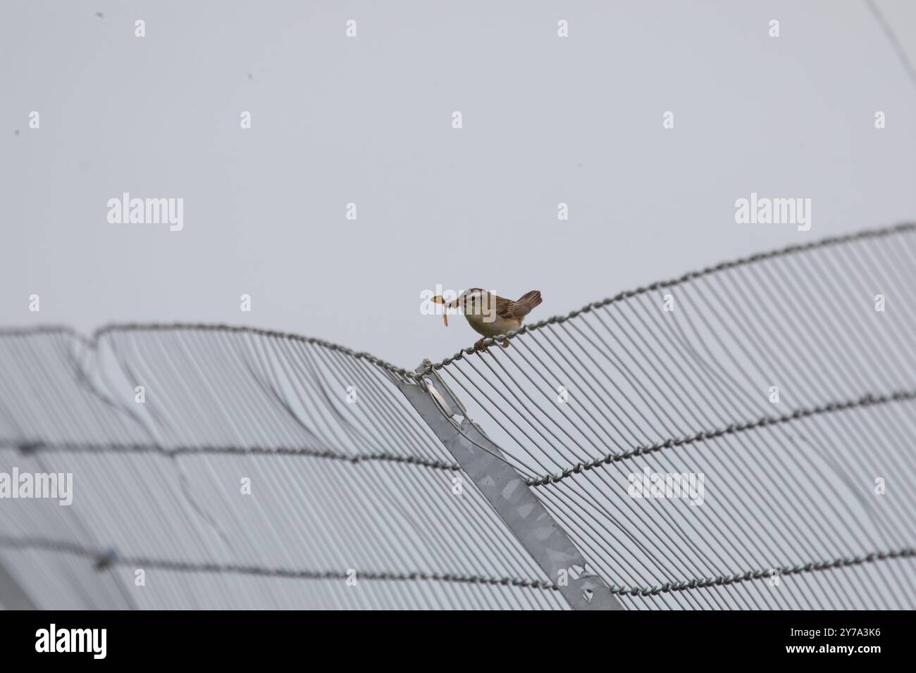 Breakfast on the wing Stock Photo - Alamy