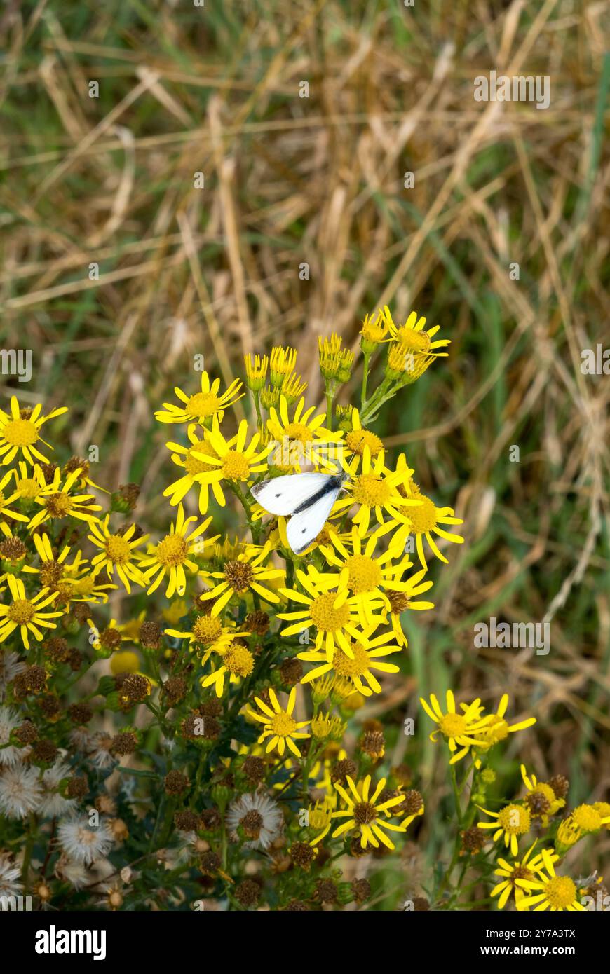 Apical spot on forewing hi-res stock photography and images - Alamy