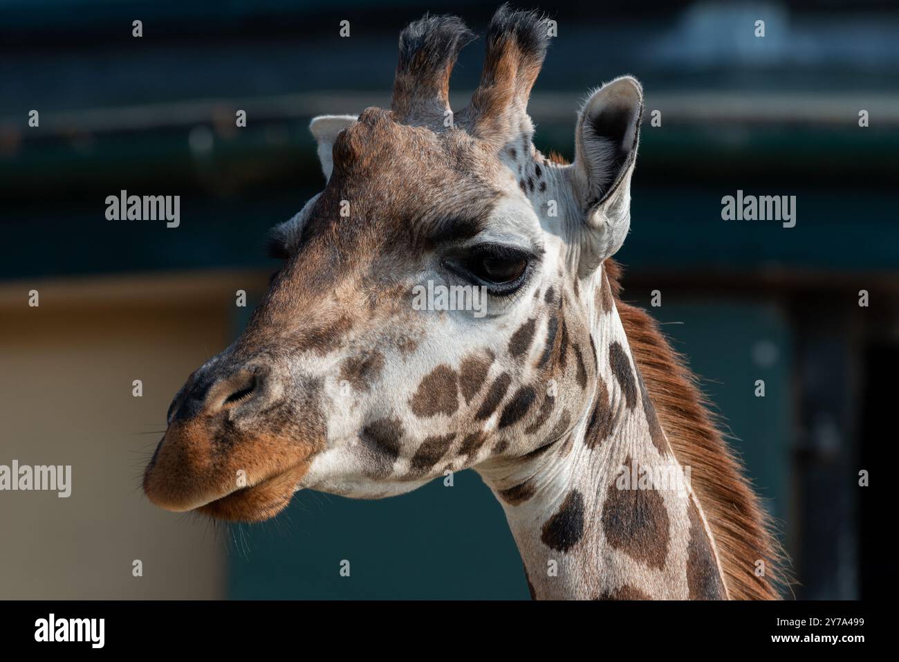 Giraffe nose hi-res stock photography and images - Alamy