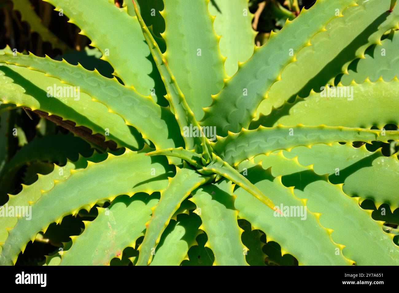 The aloe vera plant. Natural background Stock Photo - Alamy