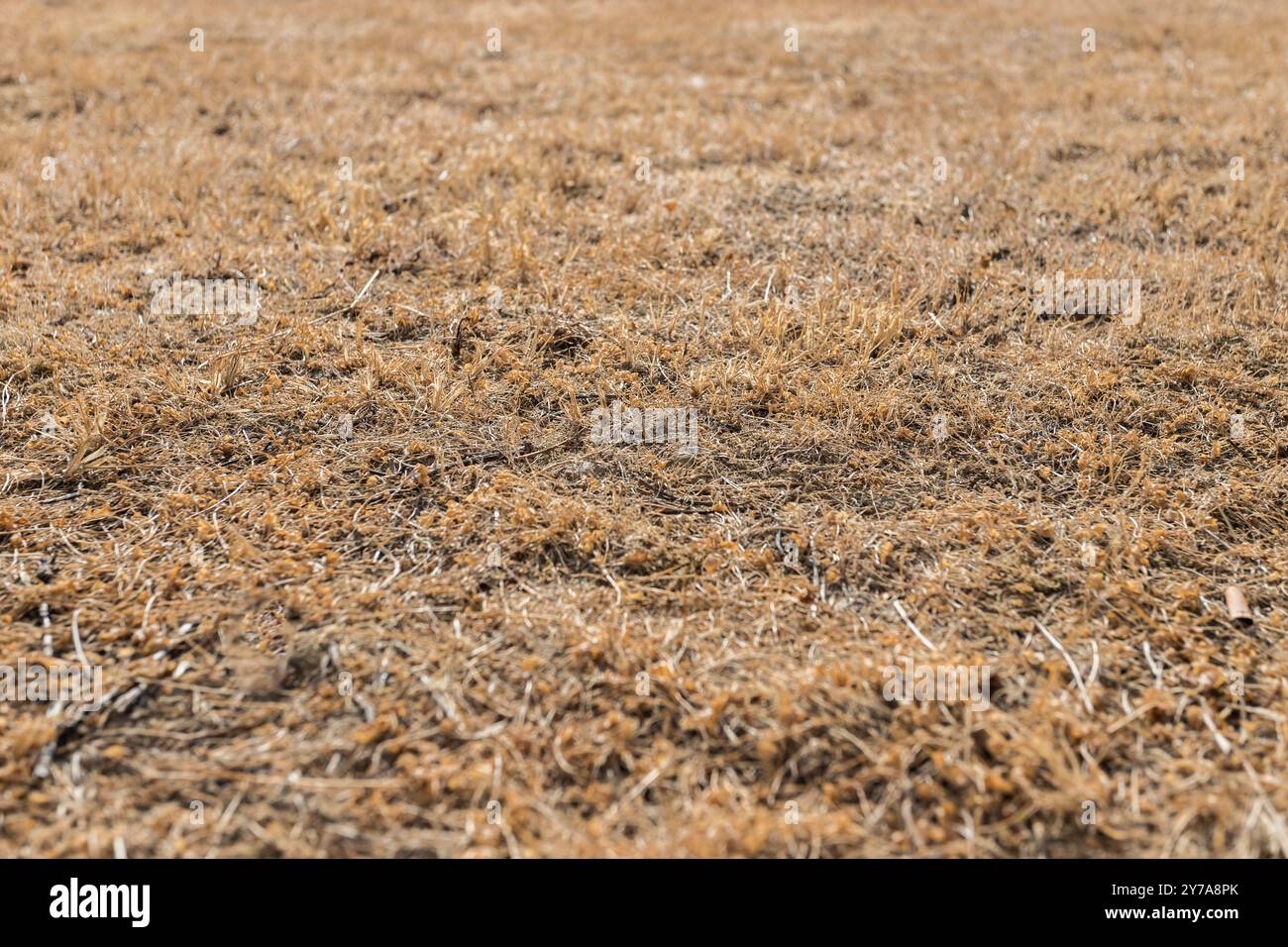 Brown grass full frame background dry and burned by sunlight Stock ...