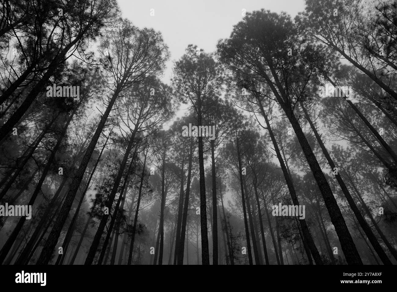 Tree wallpaper Black and White Stock Photos & Images - Alamy
