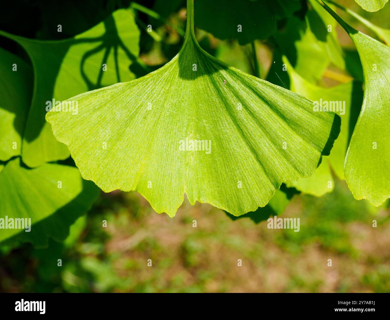 Gingko leaves hi-res stock photography and images - Alamy