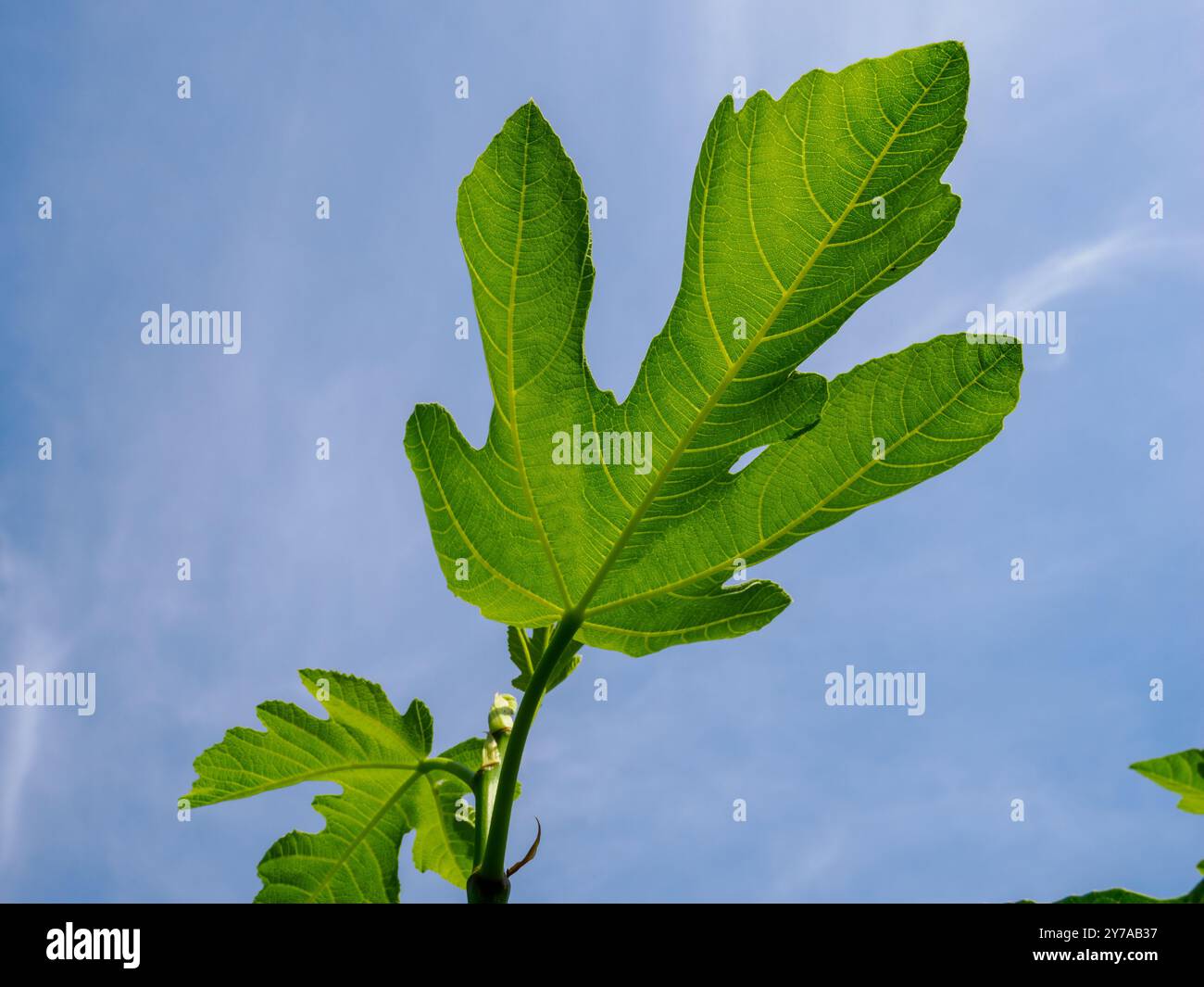 Fig tree photo hi-res stock photography and images - Alamy