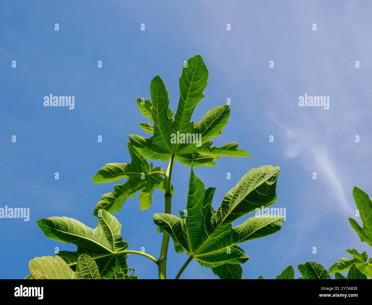 Fig tree photo hi-res stock photography and images - Alamy