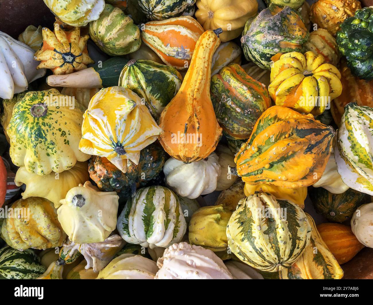 Collection of pumpkins of different colors. Autumn harvest. Halloween ...