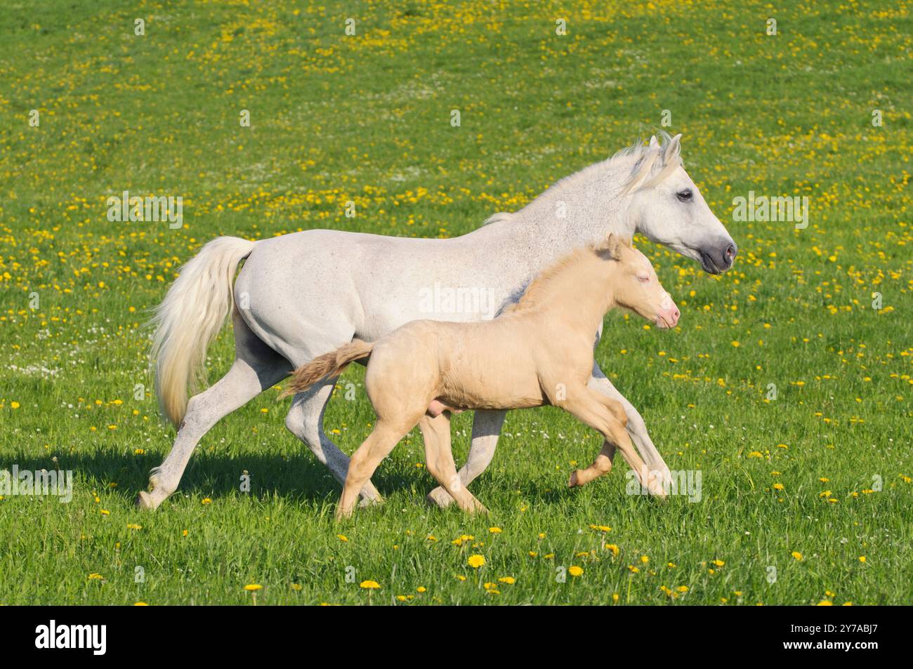 Connemara pony foal together with his broodmare Stock Photo - Alamy