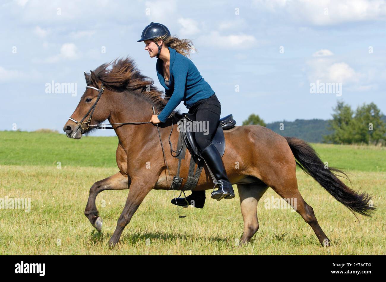 Young rider galloping on back of an Icelandic horse Stock Photo - Alamy