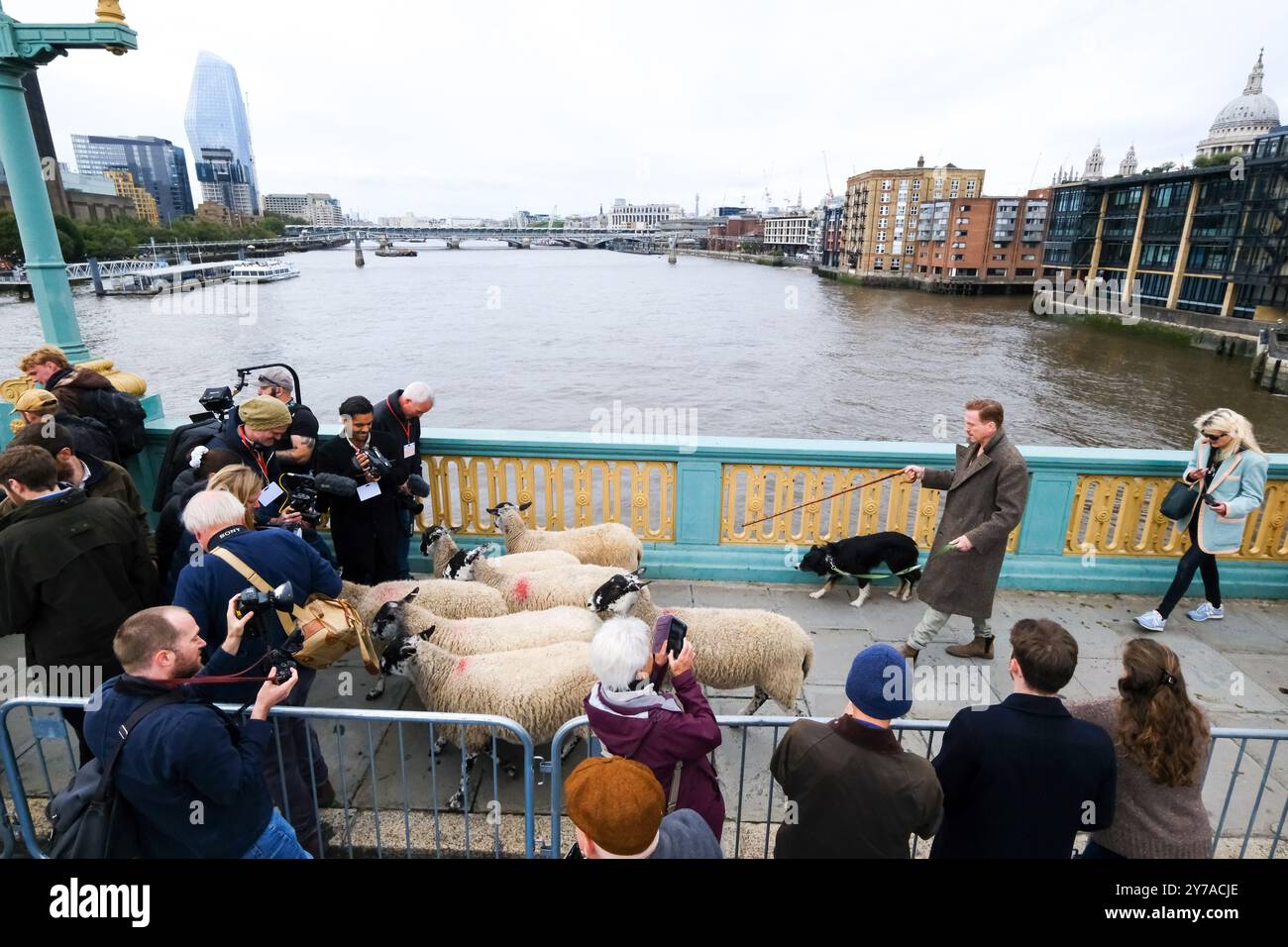 Southwark Bridge, London, UK. 29th Sept 2024. The Sheep Drive & Livery ...