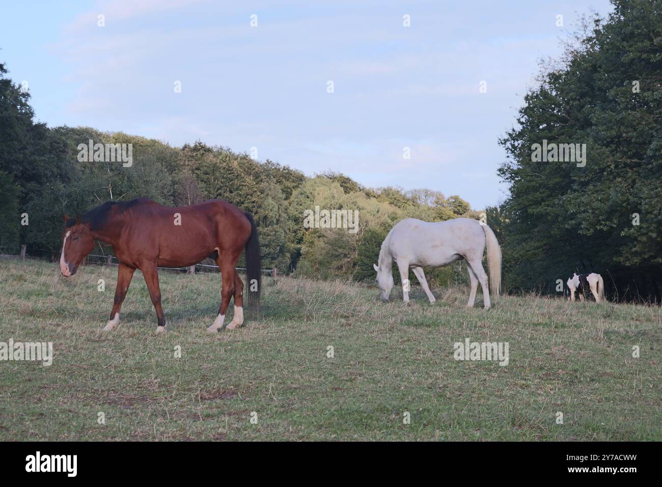 Pony pferde reitpferd hi-res stock photography and images - Alamy