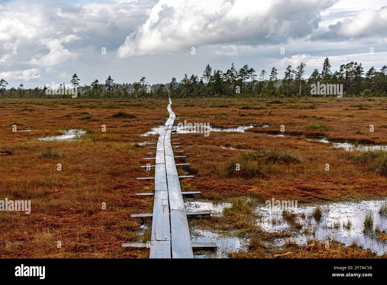 wooden footbridge in the bog, traditional bog vegetation, Nigula nature ...