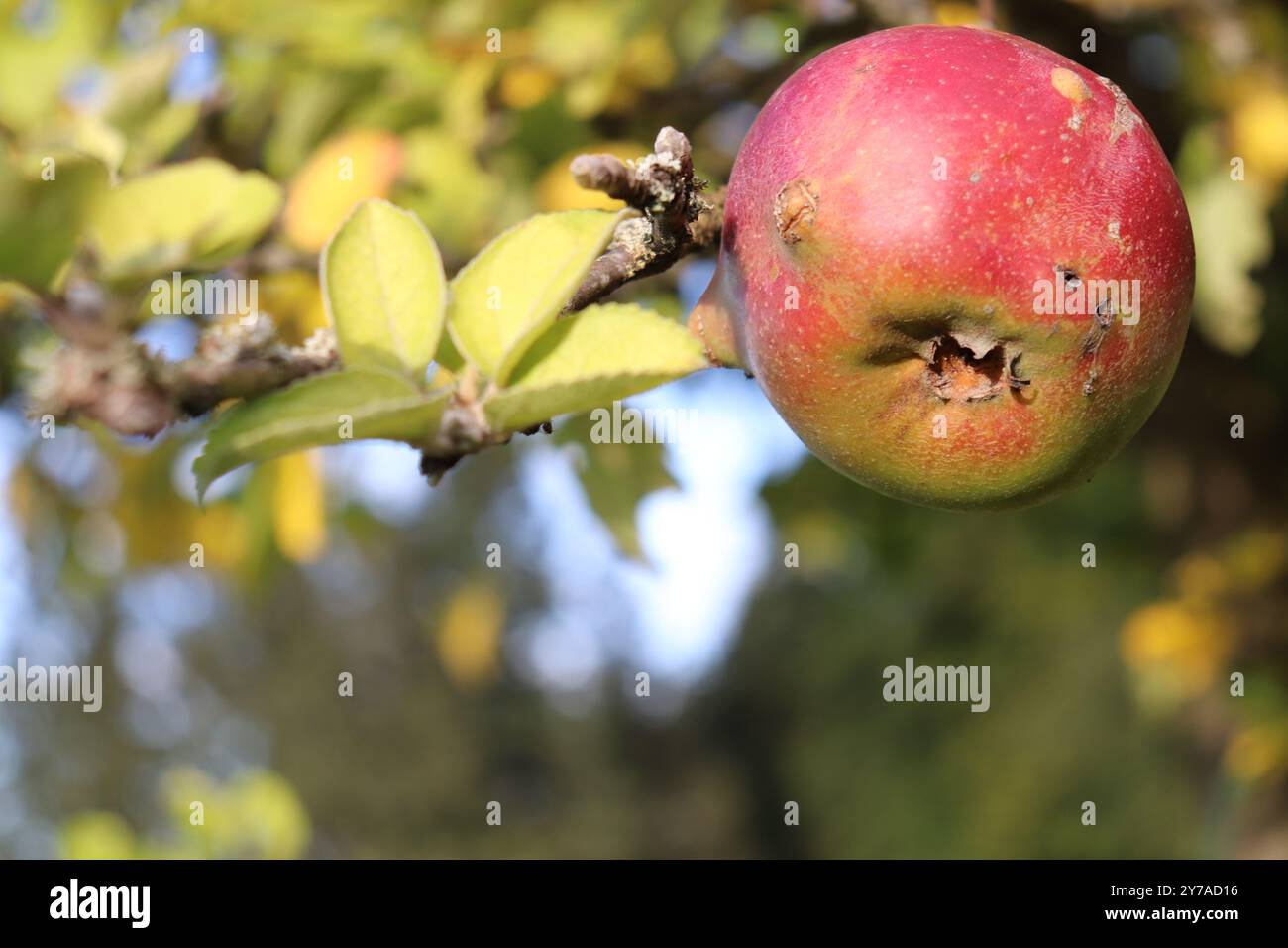 Apfelbaume hi-res stock photography and images - Alamy