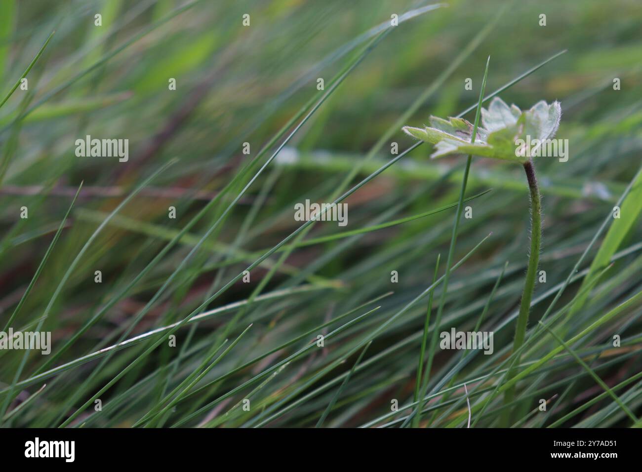 Wiesenlaufer hi-res stock photography and images - Alamy