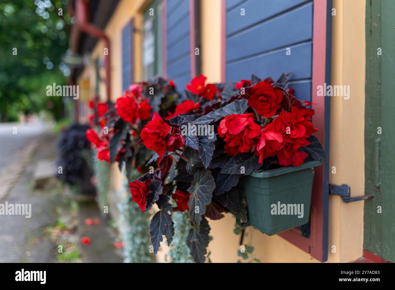 Bright red flowers overflowing from planters enhance the exterior of a ...