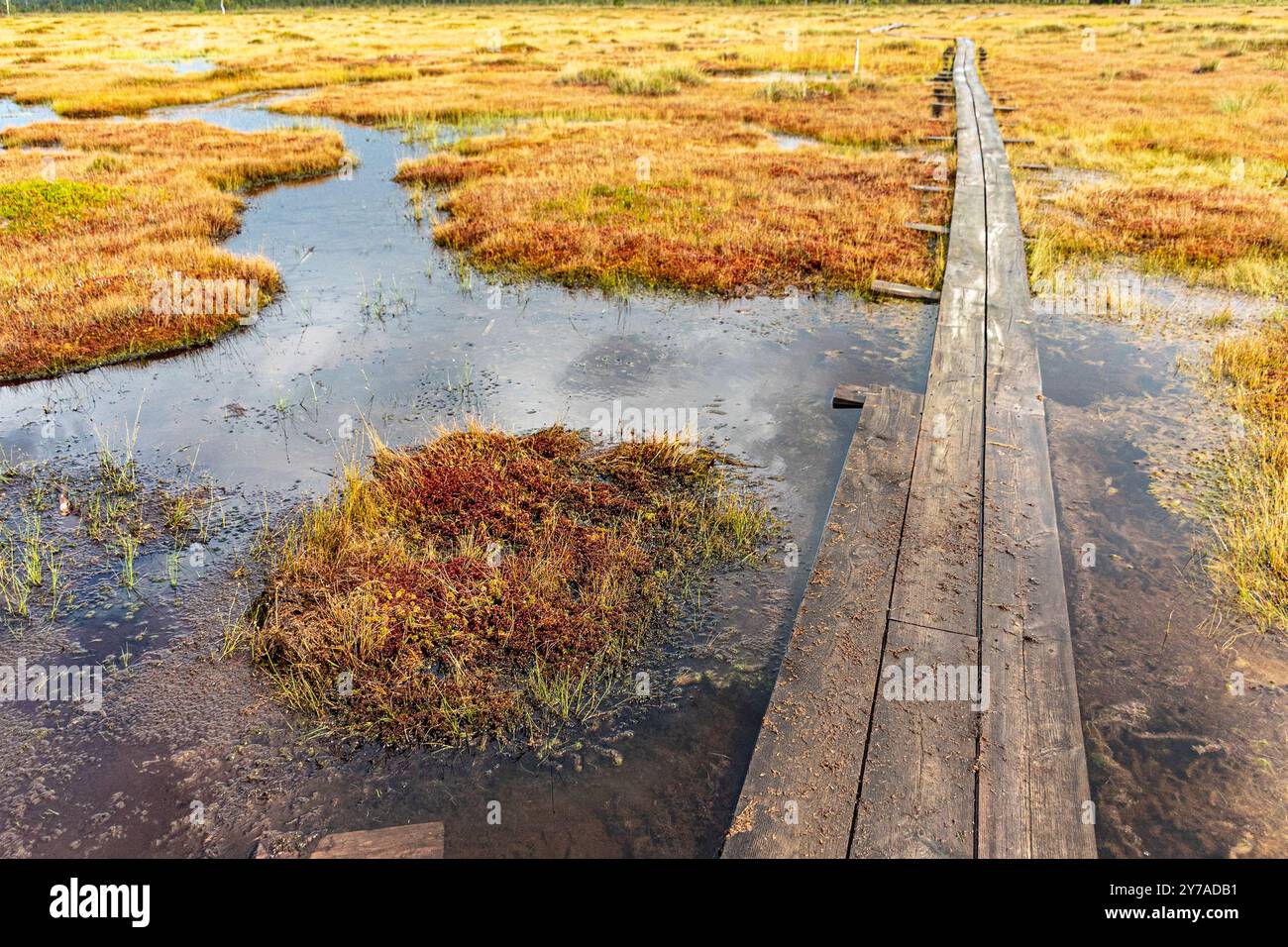 wooden footbridge in the bog, traditional bog vegetation, Nigula nature ...