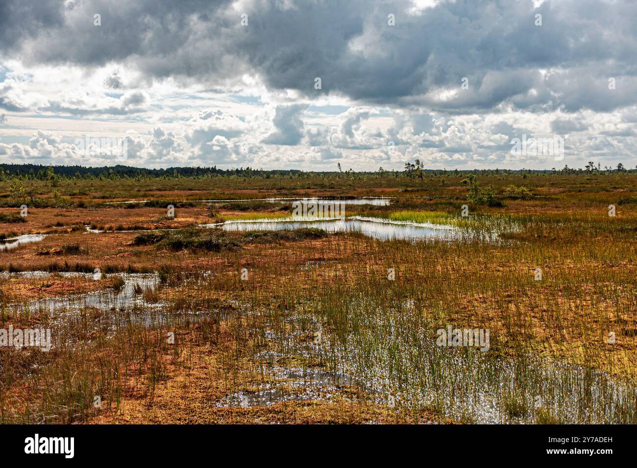 bog wetland, grass, bog pines and traditional bog vegetation, Nigula ...
