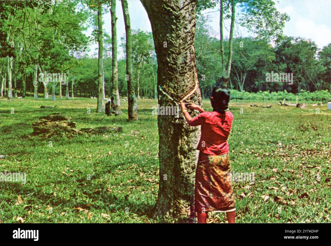 A 1960's postcard image of two women Rubber Tappers working at a ...