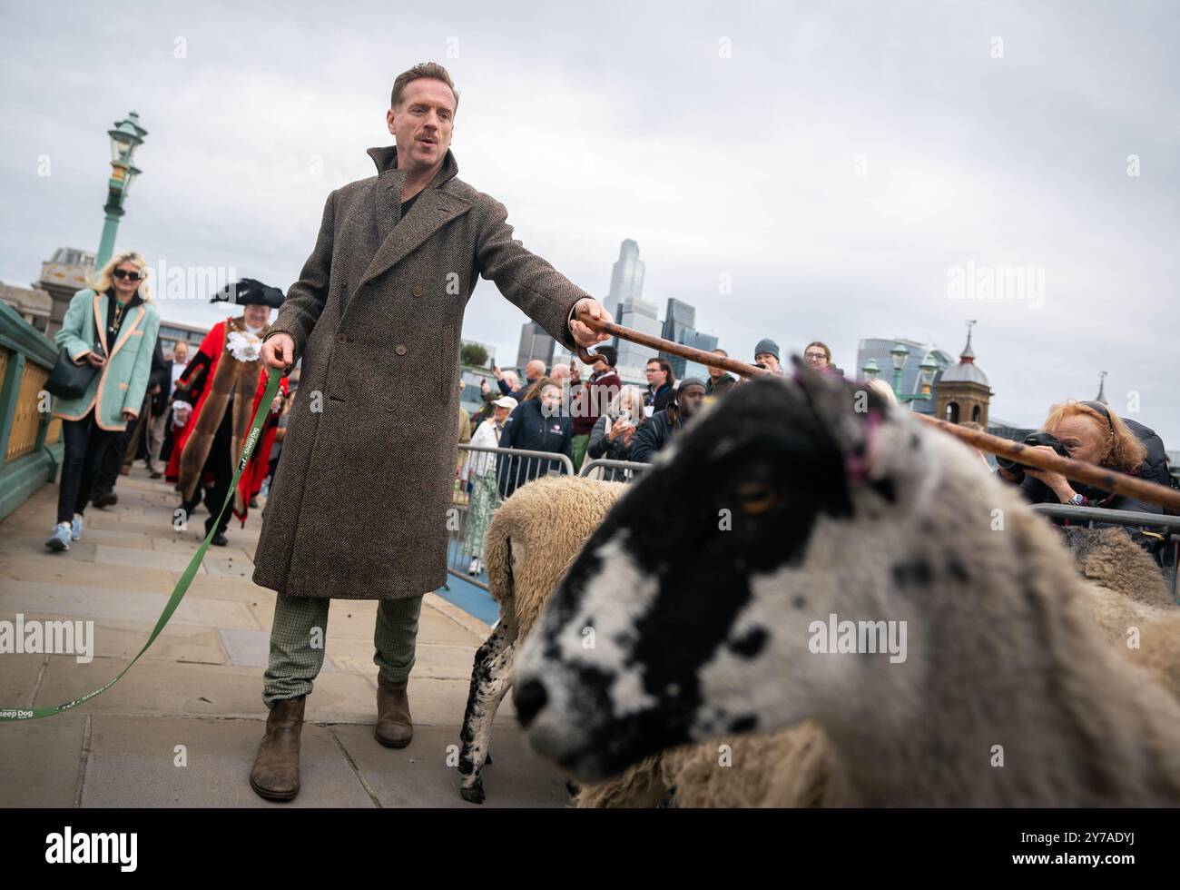 Damien Lewis drives sheep over Southwark Bridge, London, in the 11th ...